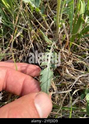 Prairie Groundsel (Packera plattensis Stock Photo - Alamy