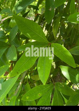 swamp laurel oak (Quercus laurifolia Stock Photo - Alamy