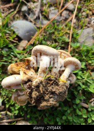 sticky scalycap (Pholiota gummosa Stock Photo - Alamy
