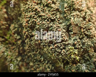 Pink-eyed Shingle Lichen (Vahliella saubinetii Stock Photo - Alamy