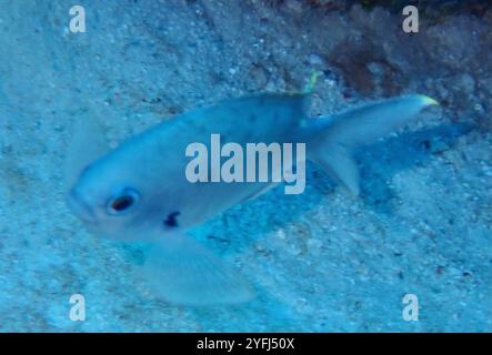 Brown Chromis (Azurina multilineata Stock Photo - Alamy
