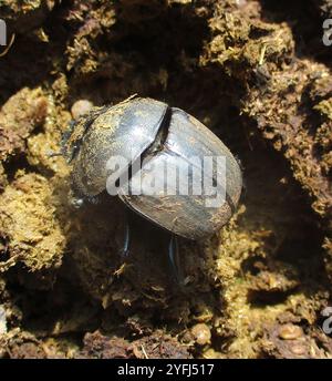 Diurnal Copper Dung Beetle (Kheper nigroaeneus Stock Photo - Alamy