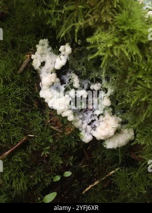 true slime molds (Myxomycetes Stock Photo - Alamy