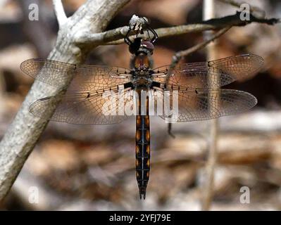 Beaverpond Baskettail (Epitheca canis Stock Photo - Alamy
