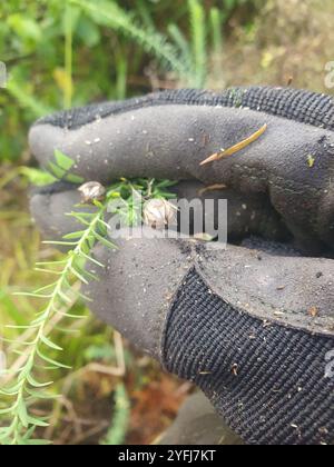 New Zealand linen flax (Linum monogynum Stock Photo - Alamy