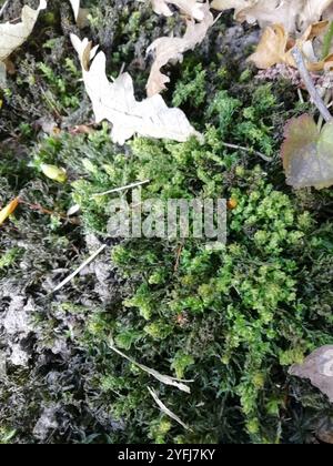Horn Calcareous Moss (Mnium hornum) Plantae Stock Photo - Alamy