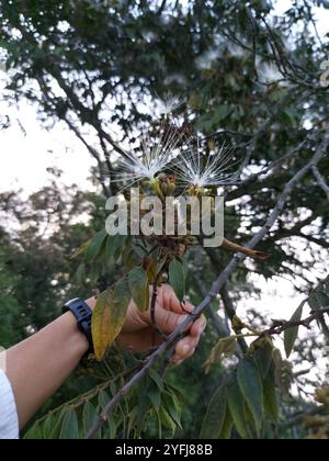 river koko (Inga vera Stock Photo - Alamy
