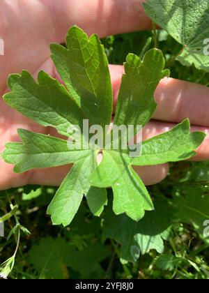 Rose Checkermallow (Sidalcea virgata Stock Photo - Alamy
