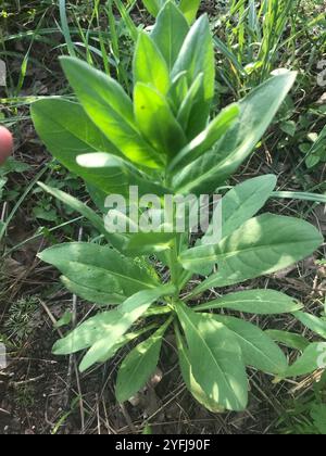 Roughstem rosinweed (Silphium radula Stock Photo - Alamy