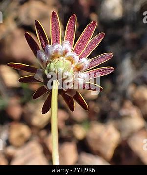 Twotooth Paraseed (Ursinia heterodonta Stock Photo - Alamy