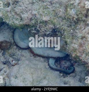 Brazilian Reef Octopus (Octopus insularis Stock Photo - Alamy