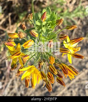 goldenstar (Bloomeria crocea Stock Photo - Alamy
