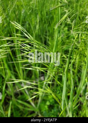 common soft brome (Bromus hordeaceus) Plantae Stock Photo - Alamy