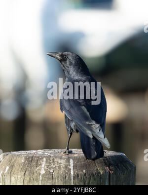An American crow perches on a piling near the bay and caws Stock Photo ...