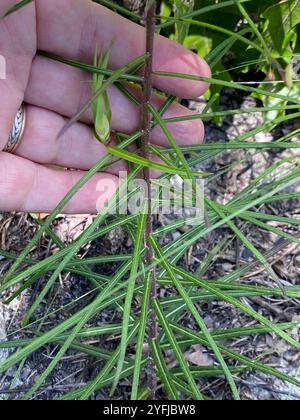 Narrow Leaf Ironweed (Vernonia angustifolia Stock Photo - Alamy