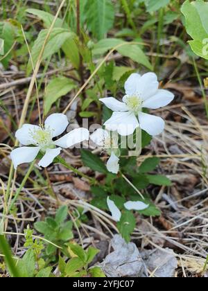 Common Dewberry (Rubus flagellaris Stock Photo - Alamy