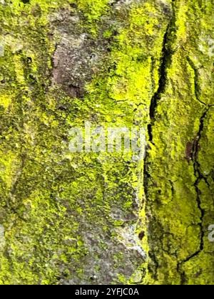Common Gold-dust (Chrysothrix xanthina Stock Photo - Alamy