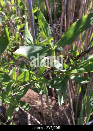 marsh elder (Iva frutescens Stock Photo - Alamy