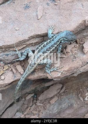 Common Sagebrush Lizard (Sceloporus graciosus Stock Photo - Alamy