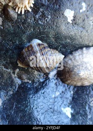 Channeled Dog Winkle (Nucella canaliculata Stock Photo - Alamy