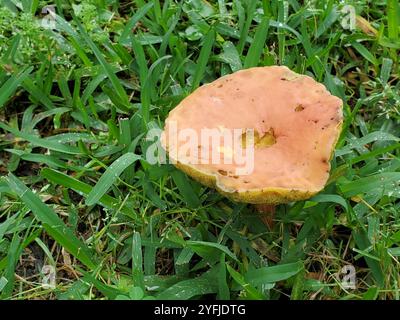 Ruby Bolete (Hortiboletus rubellus Stock Photo - Alamy