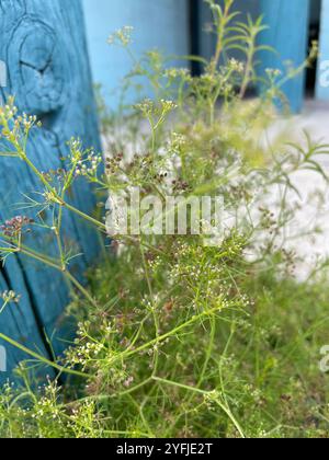 Marsh parsley (Cyclospermum leptophyllum Stock Photo - Alamy
