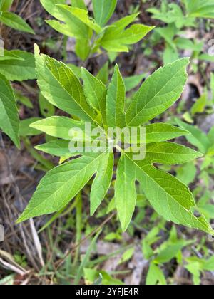 giant ragweed (Ambrosia trifida Stock Photo - Alamy
