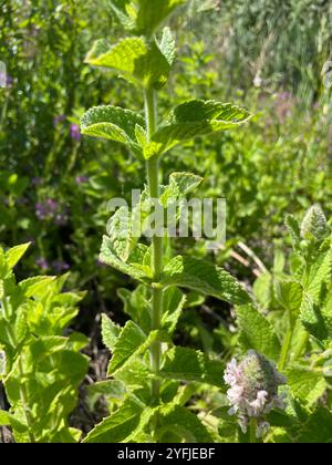 short-spiked hedge nettle (Stachys pycnantha Stock Photo - Alamy