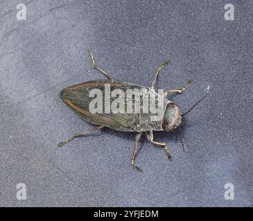 Lined Buprestid Beetle (Buprestis lineata Stock Photo - Alamy