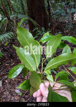 coachwood (Ceratopetalum apetalum Stock Photo - Alamy