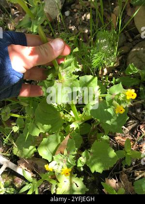 shy monkeyflower (Erythranthe nasuta Stock Photo - Alamy