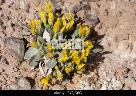 (Physaria newberryi yesicola Stock Photo - Alamy