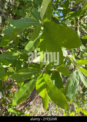 bluejack oak (Quercus incana Stock Photo - Alamy