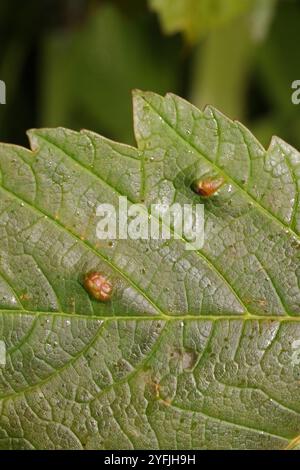 Sycamore Felt Gall Mite (Aceria pseudoplatani Stock Photo - Alamy