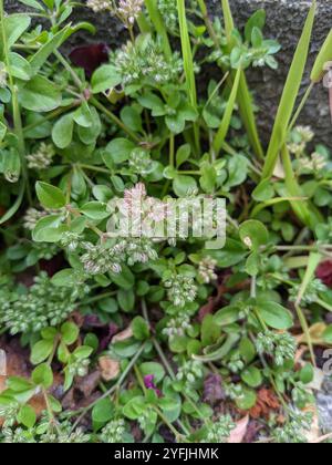fourleaf manyseed (Polycarpon tetraphyllum Stock Photo - Alamy