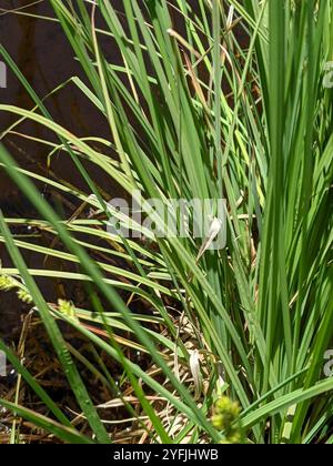 hoary sedge (Carex canescens Stock Photo - Alamy