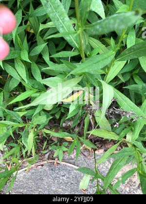 Alligatorweed (Alternanthera philoxeroides Stock Photo - Alamy