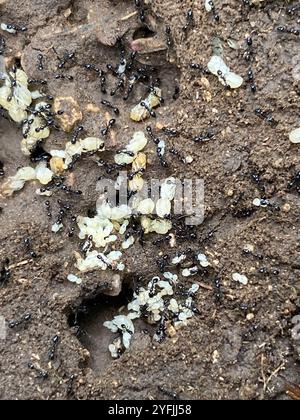 Trailing, Pharaoh, and Timid Ants (Monomorium Stock Photo - Alamy