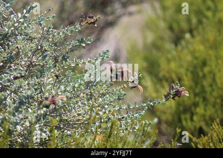 Lanceleaf Sage (Salvia lanceolata Stock Photo - Alamy