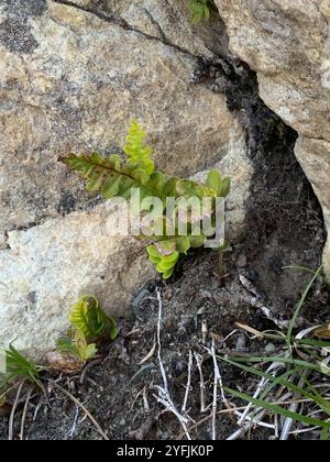 western polypody (Polypodium hesperium Stock Photo - Alamy
