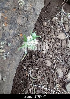 Clearwater cryptantha (Cryptantha intermedia Stock Photo - Alamy