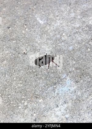 Two-lined Spittlebug (Prosapia bicincta Stock Photo - Alamy