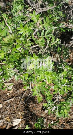 little leaf sumac (Rhus microphylla Stock Photo - Alamy
