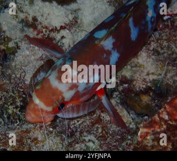 Atlantic Creolefish (Paranthias furcifer Stock Photo - Alamy