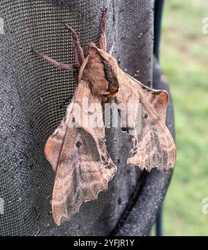 Blinded Sphinx (Paonias excaecata Stock Photo - Alamy