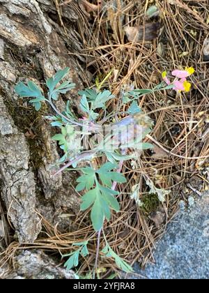 rock harlequin (Capnoides sempervirens Stock Photo - Alamy