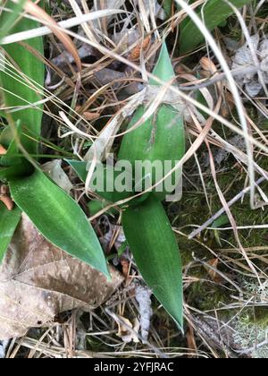 Eastern False Aloe (Manfreda virginica), Plantae, North Carolina, US ...