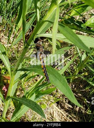 Common Baskettail (Epitheca cynosura Stock Photo - Alamy