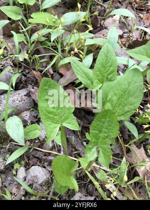 nodding rattlesnake root (Nabalus crepidineus Stock Photo - Alamy