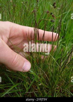 Matgrass (Nardus stricta Stock Photo - Alamy